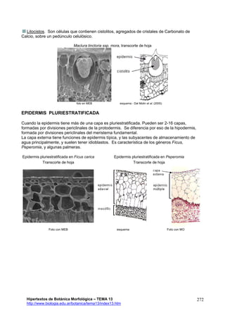 Tema13- Epidermis- Hipertextos de Botánica Morfológica www.biologia.edu.ar