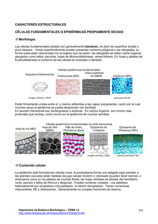 Tema13- Epidermis- Hipertextos de Botánica Morfológica www.biologia.edu.ar