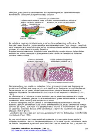 Tema13- Epidermis- Hipertextos de Botánica Morfológica www.biologia.edu.ar