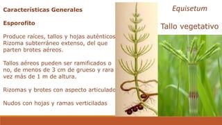 Tema 13. plantas vasculares inferiores | PPTX