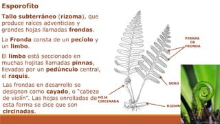 Tema 13. plantas vasculares inferiores | PPTX