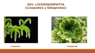 Tema 13. plantas vasculares inferiores | PPTX