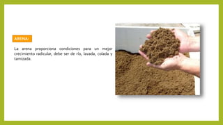 TEMA 13 - TRASPLANTE o REPIQUE.pptx