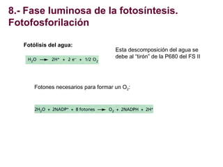 Respiración y fotosíntesis | PPT