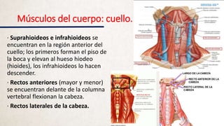 Músculos del cuerpo humano. | PPTX