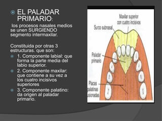 Tema 13 embriologia de cabeza y cuello | PDF