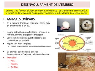 Tema 13 Rep Dels Animals | PPT