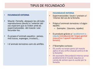 Tema 13 Rep Dels Animals | PPT