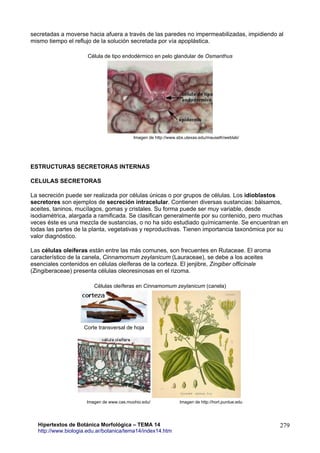 Tema14-Estructuras glandulares- Hipertextos de Botánica Morfológica www ...