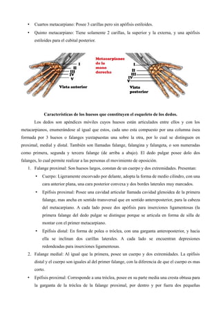 Region de la Mano | ODT