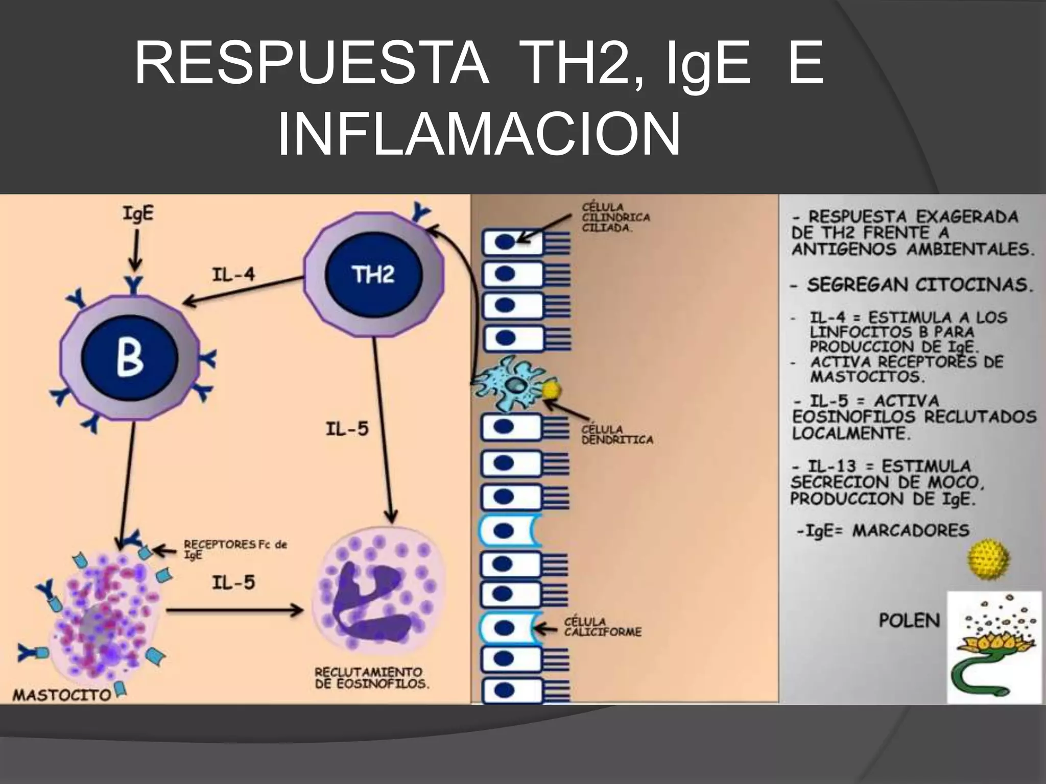 TEMA 14 - FISIOPATOLOGIA DEL ASMA.ppt