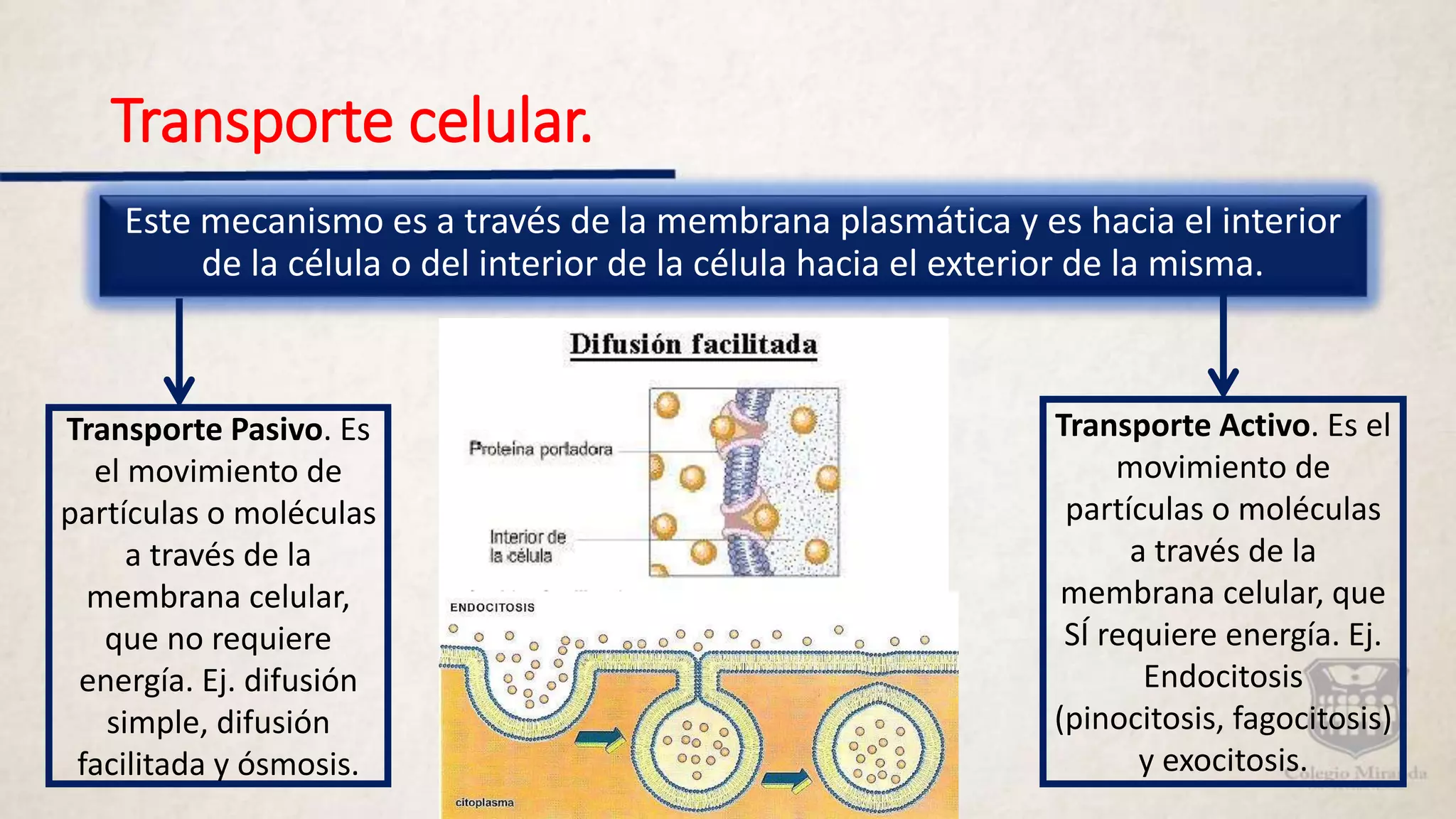 Procesos celulares. | PPT