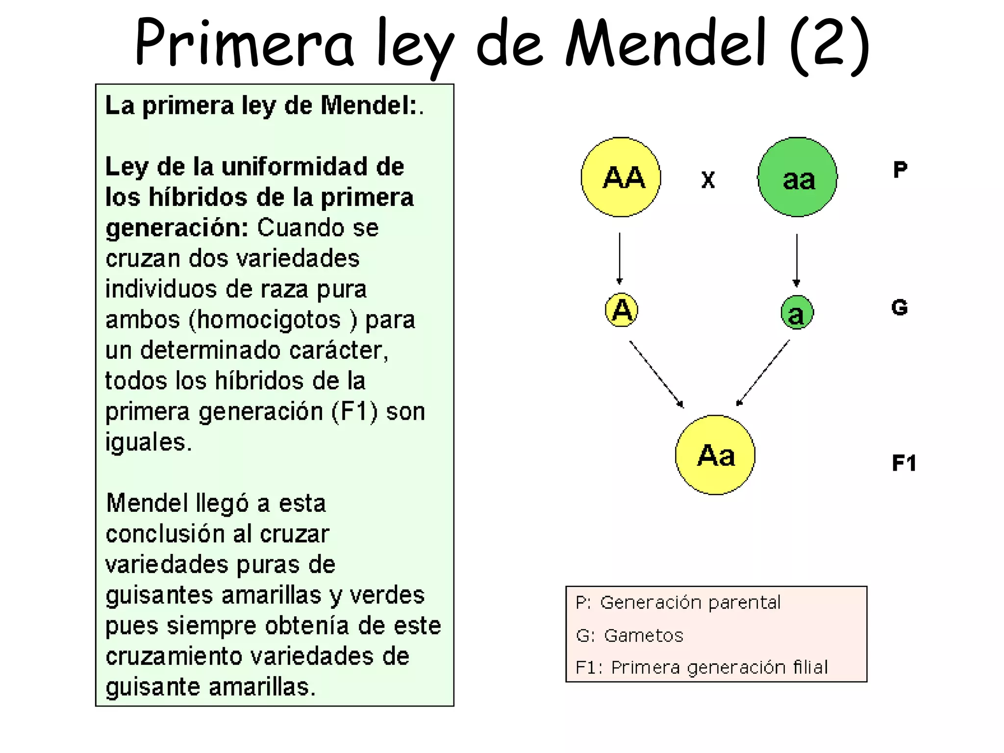 Tema 14 leyes de mendel | PPT