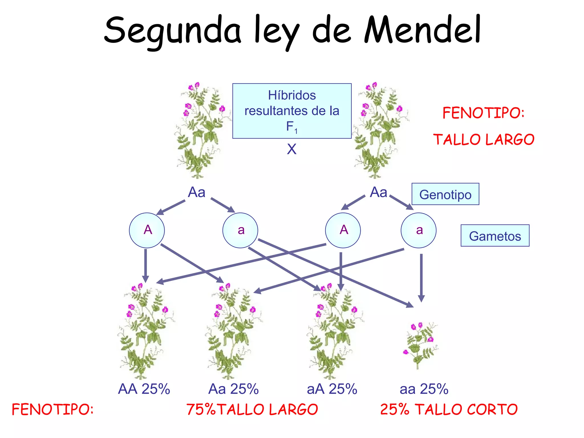 Tema 14 leyes de mendel