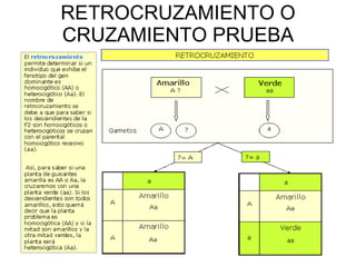 Tema 14 leyes de mendel | PPT