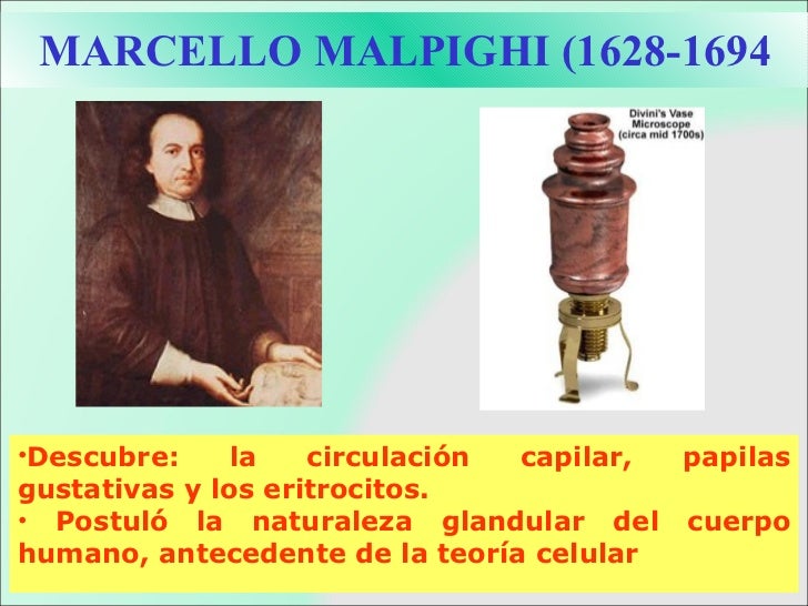 Descubre la Teoría Celular de Marcello Malpighi: La Base de la Biología ...