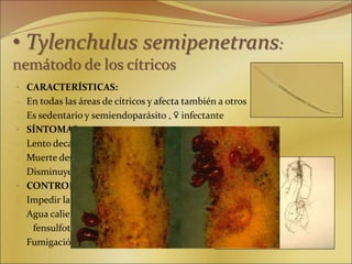 TEMA 15. NEMÁTODOS.ppt