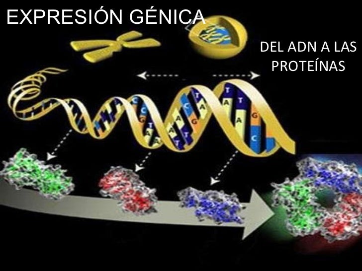 Expresion genetica