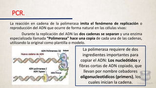 Herramientas de manipulación genética. | PPTX