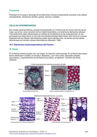 Tema16-Floema primario - Hipertextos de Botánica Morfológica www ...