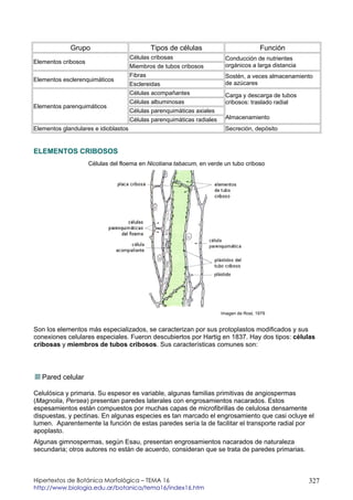 Tema16-Floema primario - Hipertextos de Botánica Morfológica www ...