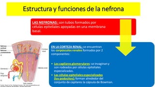 Tema 16 Fisiología renal.pdf