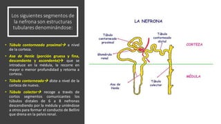 Tema 16 Fisiología renal.pdf