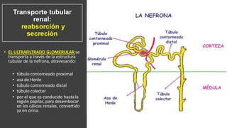 Tema 16 Fisiología renal.pdf