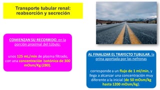 Tema 16 Fisiología renal.pdf