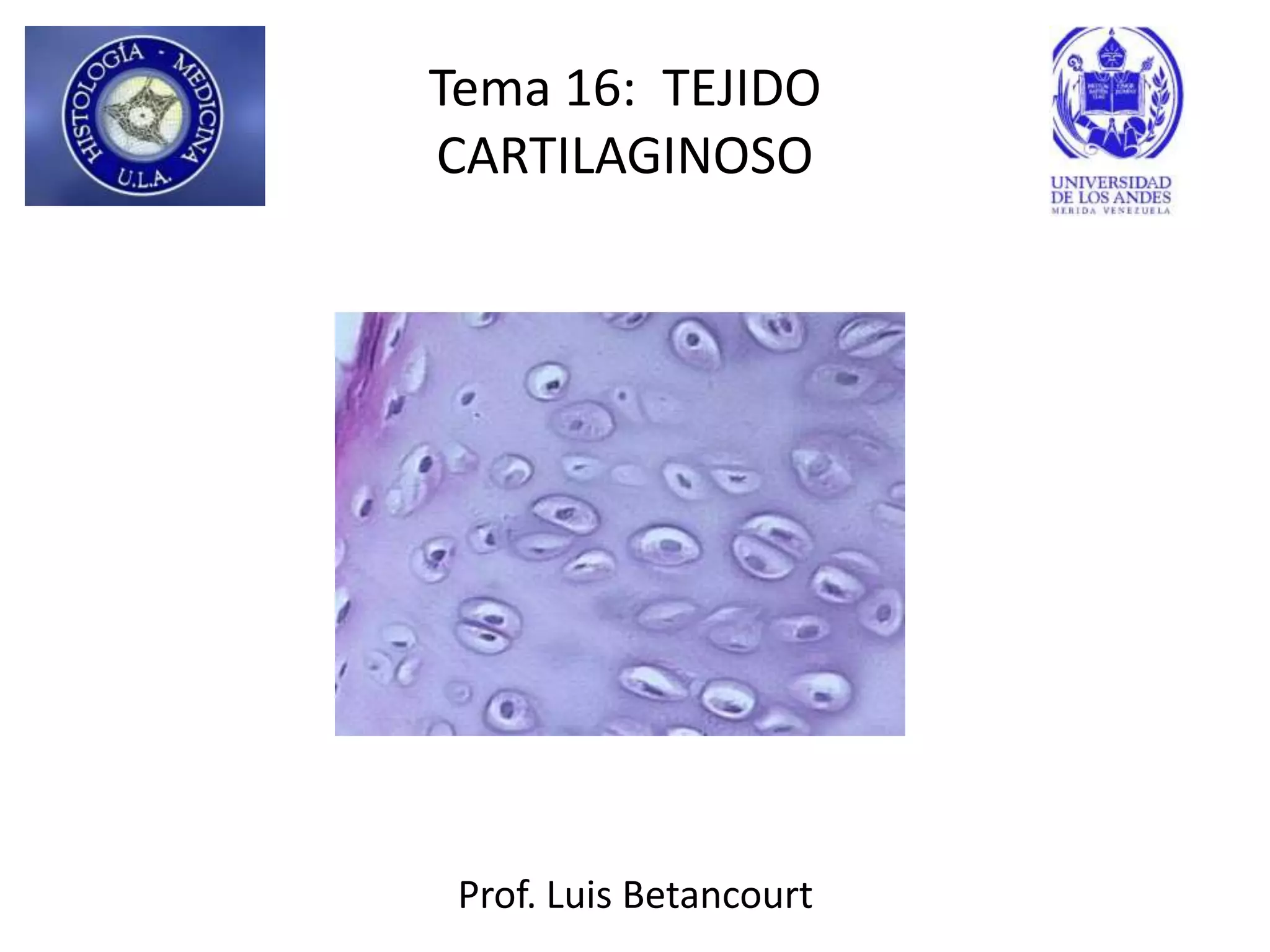 Histologia Tema 16 tejido cartilaginoso | PPTX