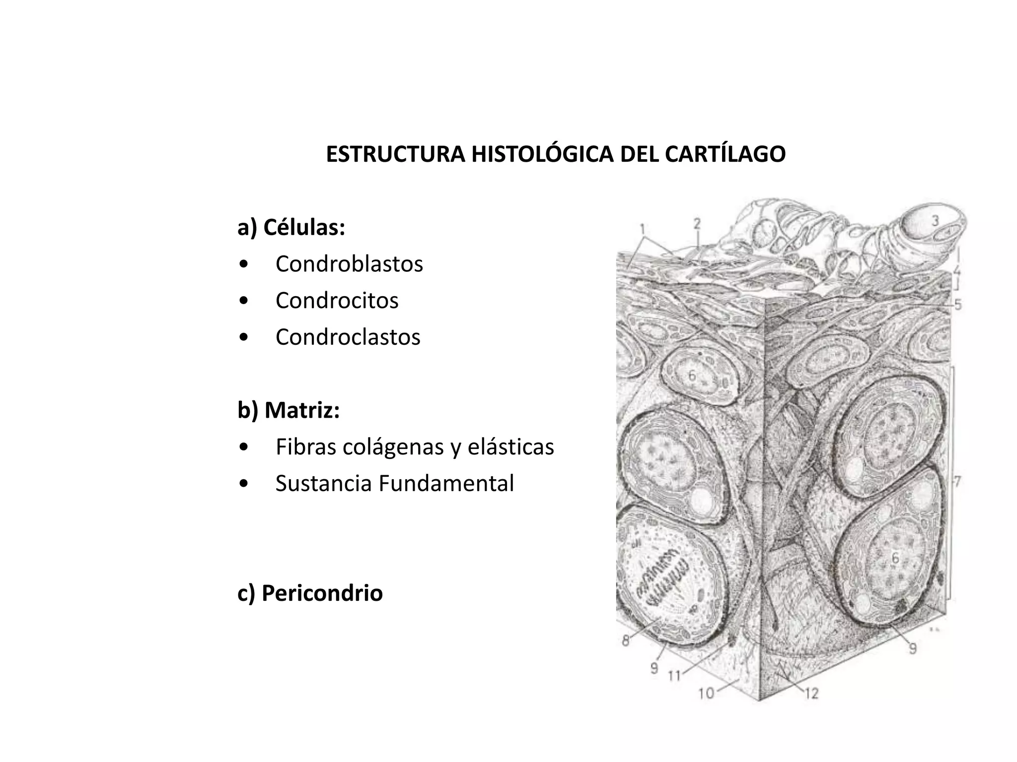 Histologia Do Pericondrio