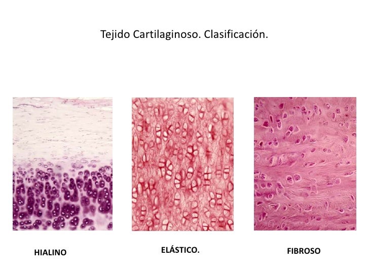 Histologia Tema 16 tejido cartilaginoso