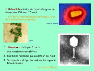 Tema 16 teoria cel·lular i virus | PPT