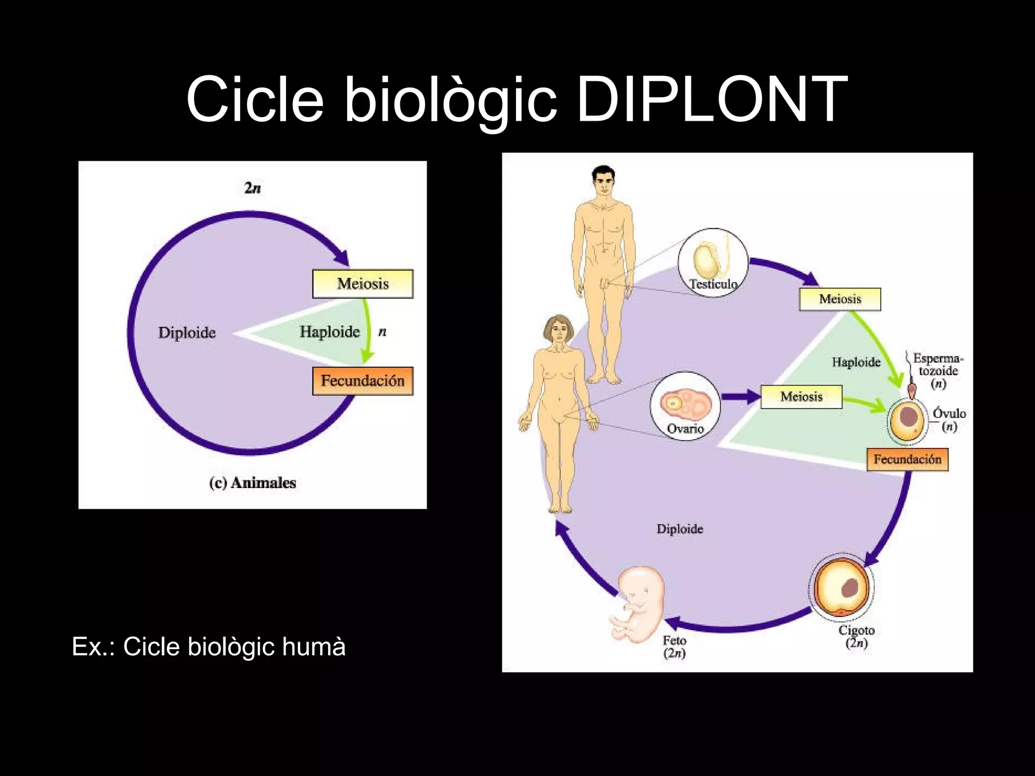 Tema 17 18-19 ciclo celular mitosis meiosis ciclo biologico ...