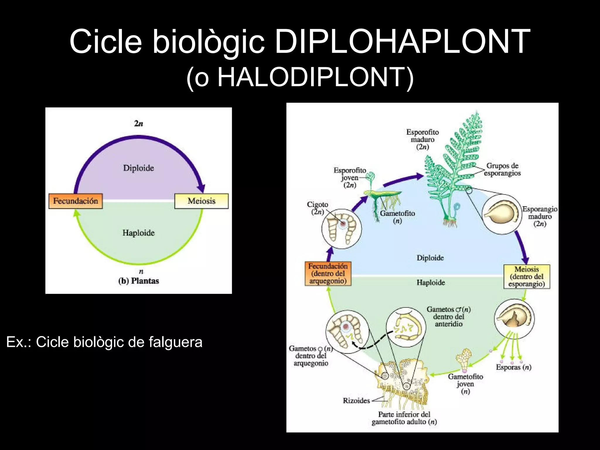 Tema 17 18-19 ciclo celular mitosis meiosis ciclo biologico ...