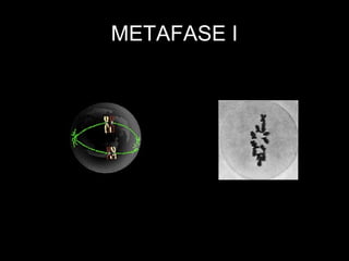 Tema 17 18-19 ciclo celular mitosis meiosis ciclo biologico ...