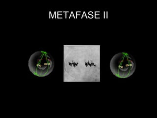 Tema 17 18-19 ciclo celular mitosis meiosis ciclo biologico ...