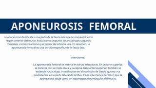 tema 17 y 18.pptx morfofisologia II, femur y rotula | PPTX
