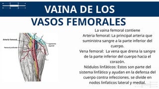 tema 17 y 18.pptx morfofisologia II, femur y rotula | PPTX