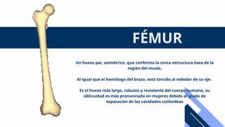 tema 17 y 18.pptx morfofisologia II, femur y rotula | PPTX