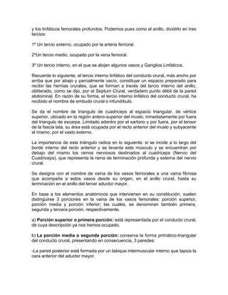 Musculos del Muslo | DOC