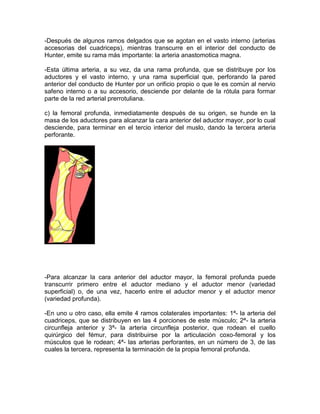 Musculos del Muslo | DOC