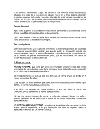 Musculos del Muslo | DOC
