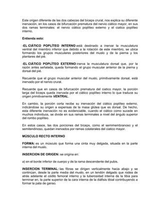 Musculos del Muslo | DOC