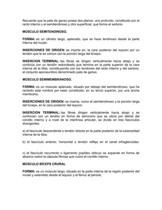 Musculos del Muslo | DOC