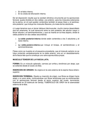Musculos del Muslo | DOC