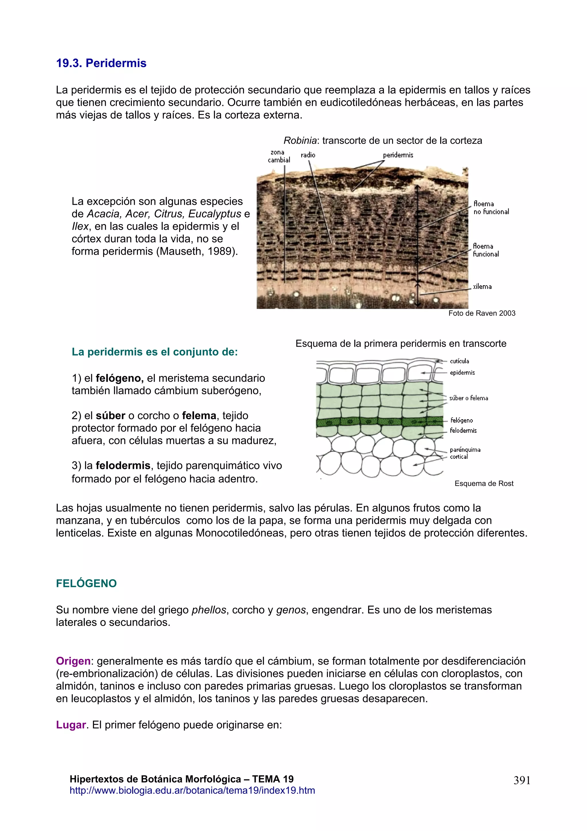 Tema19 -Floema 2- Hipertextos de Botánica Morfológica www.biologia.edu ...