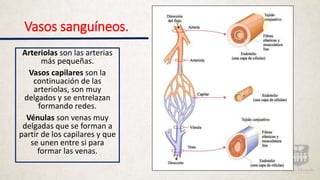 Sistema circulatorio: Corazón y vasos sanguíneos, | PPTX