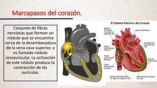Sistema circulatorio: Corazón y vasos sanguíneos, | PPTX
