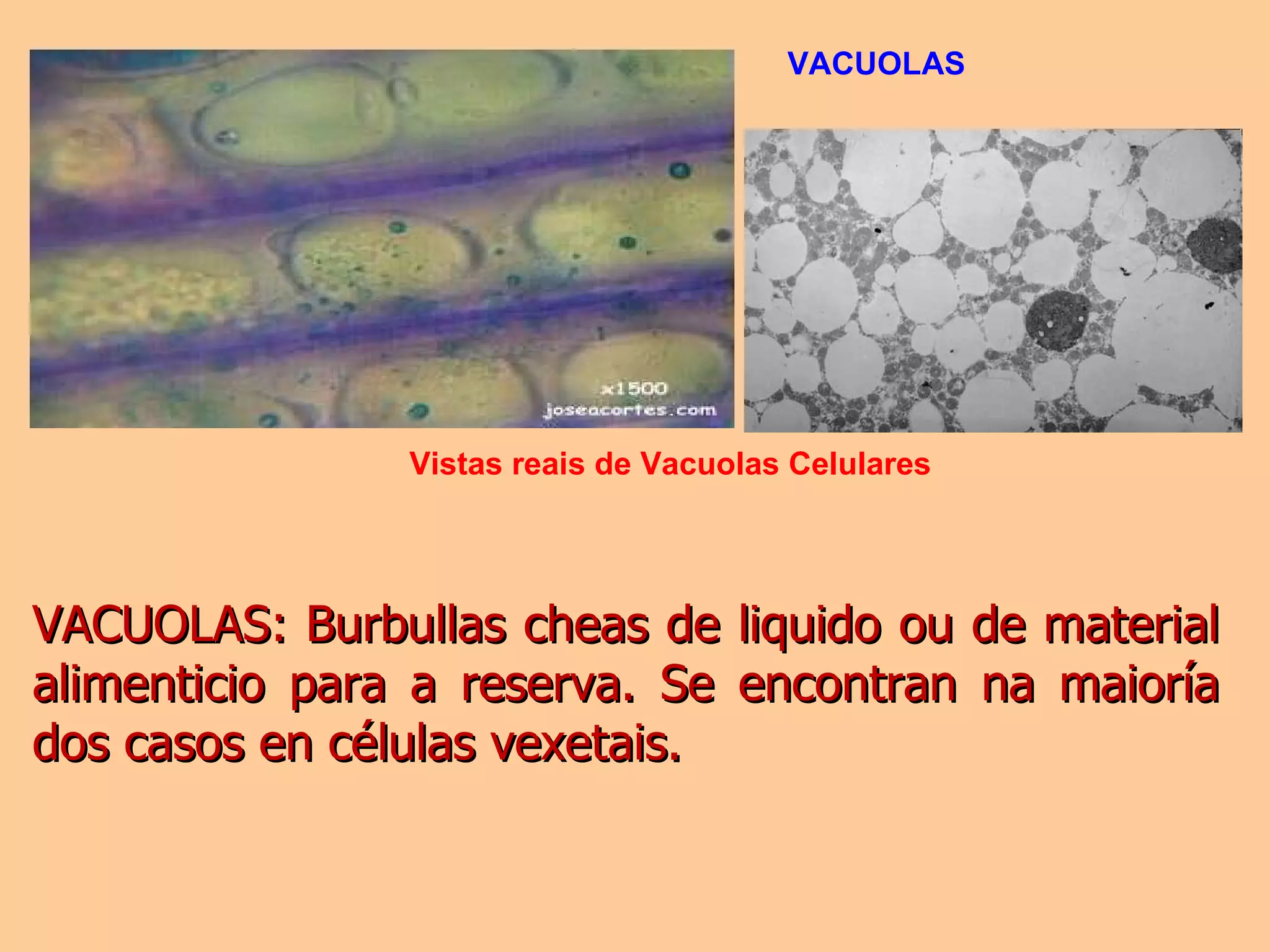 Tema 1 a celula 4º eso bioloxía | PPT